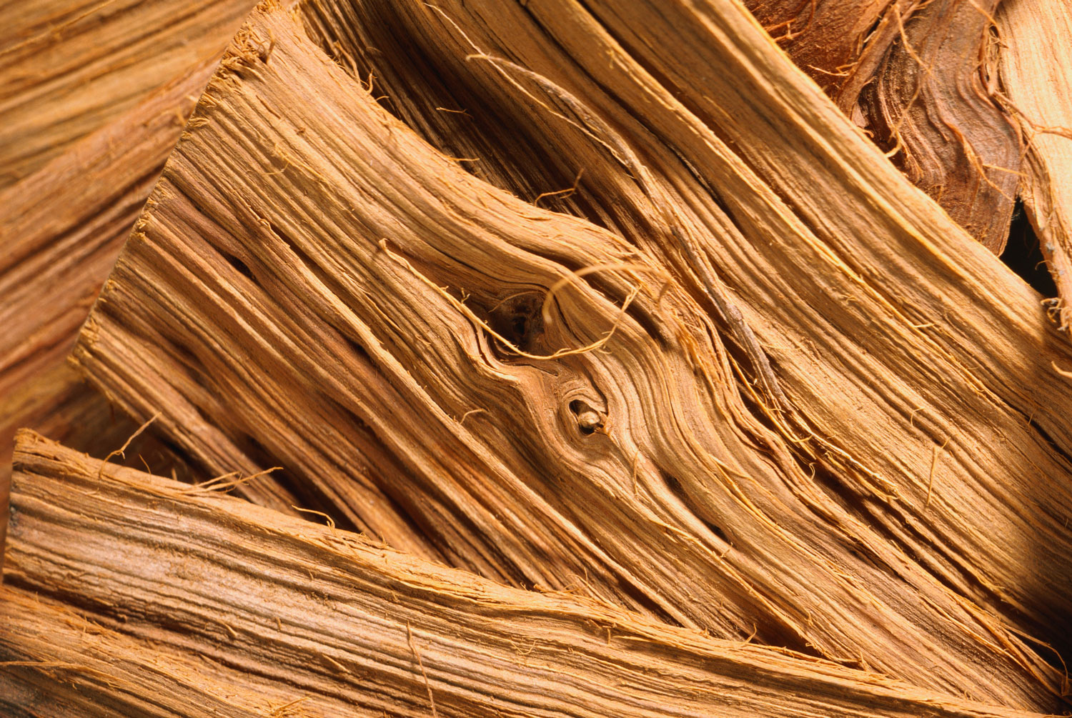 Griffe de chat : Propriétés, Bienfaits et Applications en Phytothérapie ...