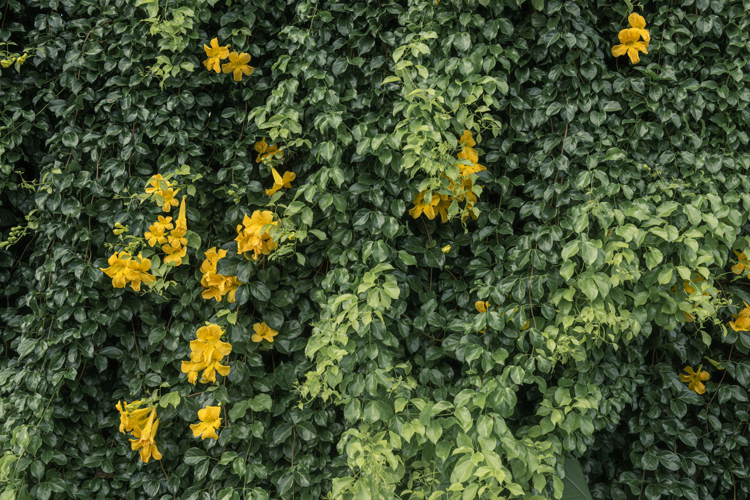 Griffe de chat : Propriétés, Bienfaits et Applications en Phytothérapie ...