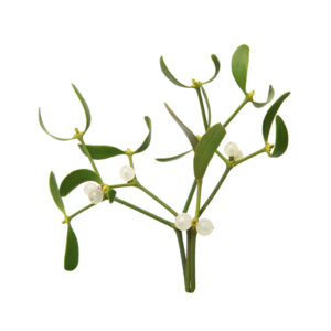 Gui : Propriétés, Bienfaits et Applications en Phytothérapie - France ...