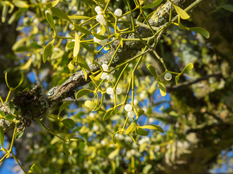 Gui : Propriétés, Bienfaits et Applications en Phytothérapie - France ...