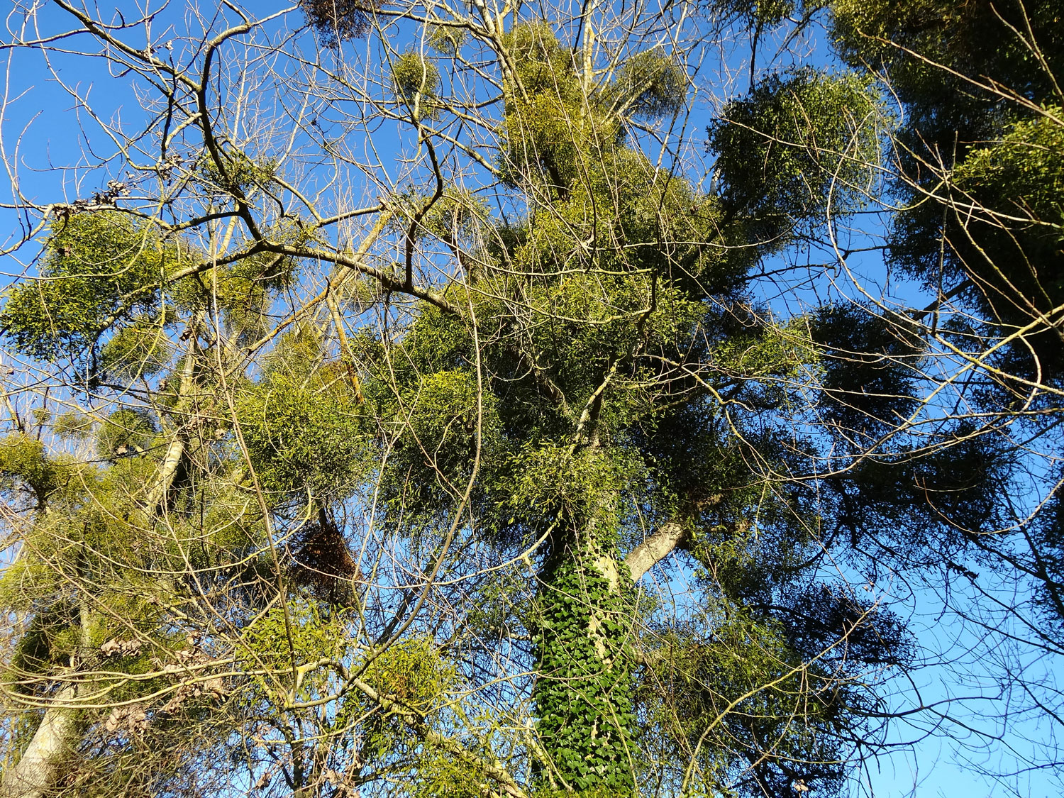 Gui : Propriétés, Bienfaits et Applications en Phytothérapie - France ...