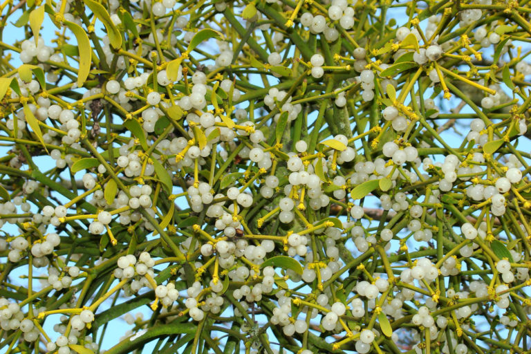 Gui : Propriétés, Bienfaits et Applications en Phytothérapie - France ...