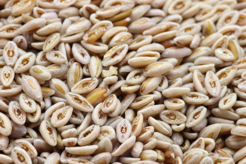 Ispaghul : Propriétés, Bienfaits et Applications en Phytothérapie ...