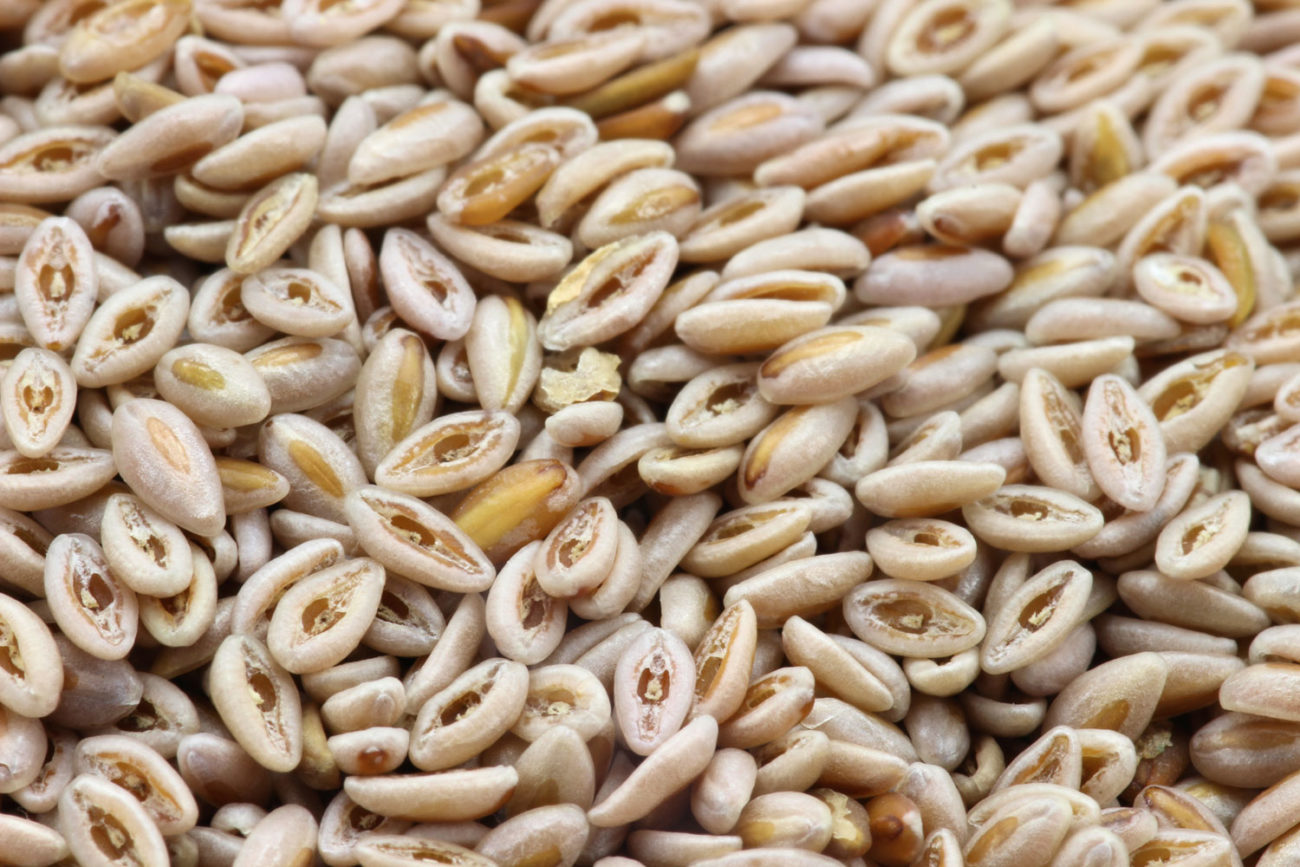 Ispaghul : Propriétés, Bienfaits et Applications en Phytothérapie ...