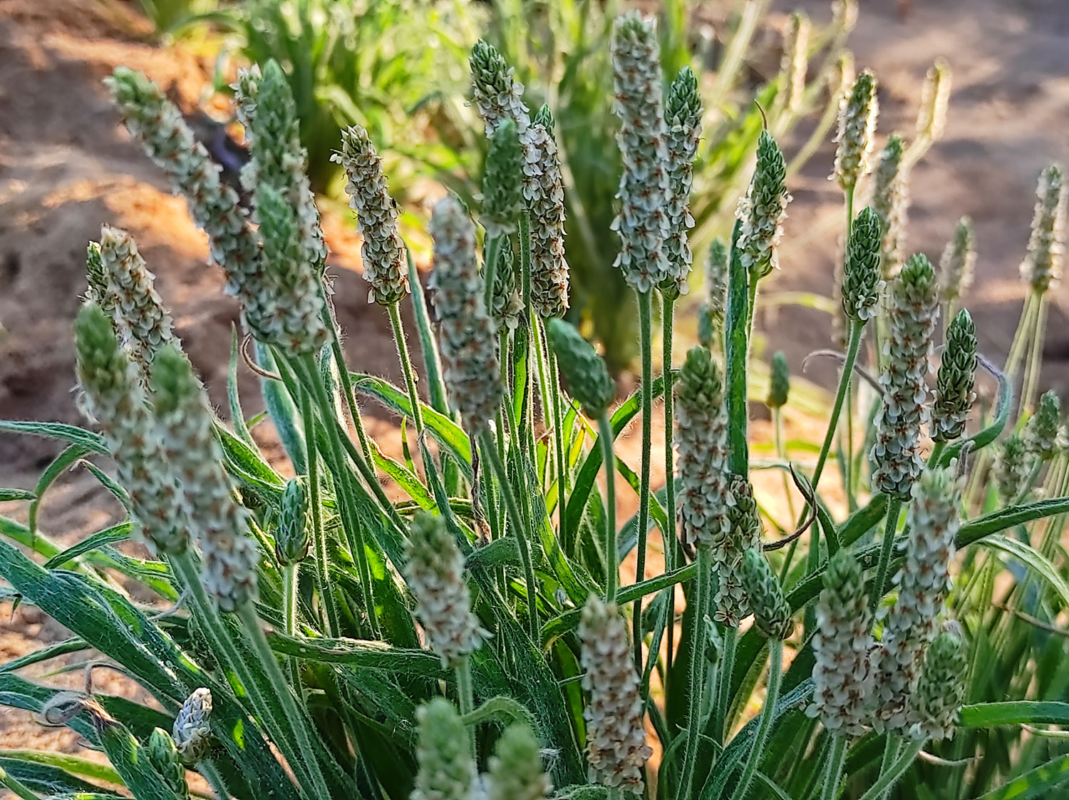 Ispaghul : Propriétés, Bienfaits et Applications en Phytothérapie ...