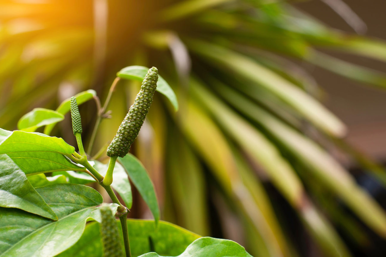Jaborandi : Propriétés, Bienfaits et Applications en Phytothérapie ...