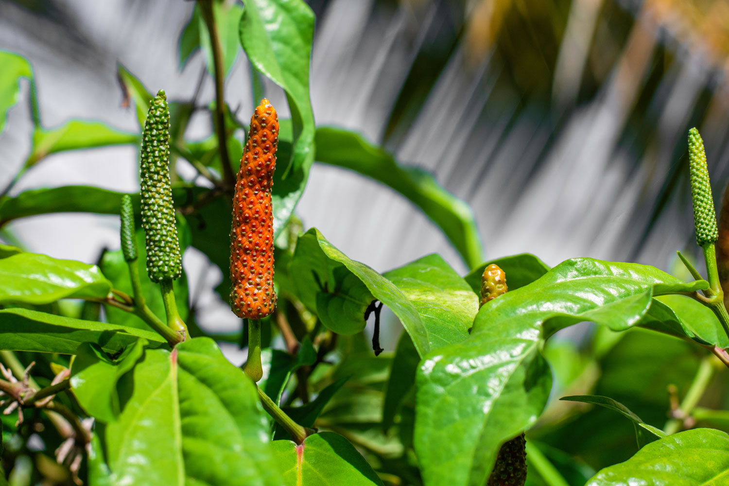 Jaborandi : Propriétés, Bienfaits et Applications en Phytothérapie ...