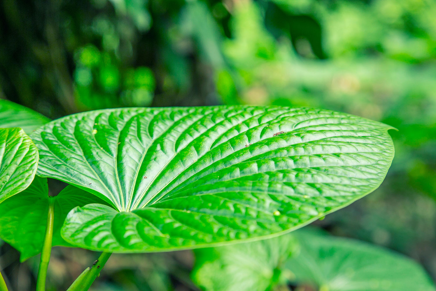 Kava : Propriétés, Bienfaits et Applications en Phytothérapie - France Minéraux