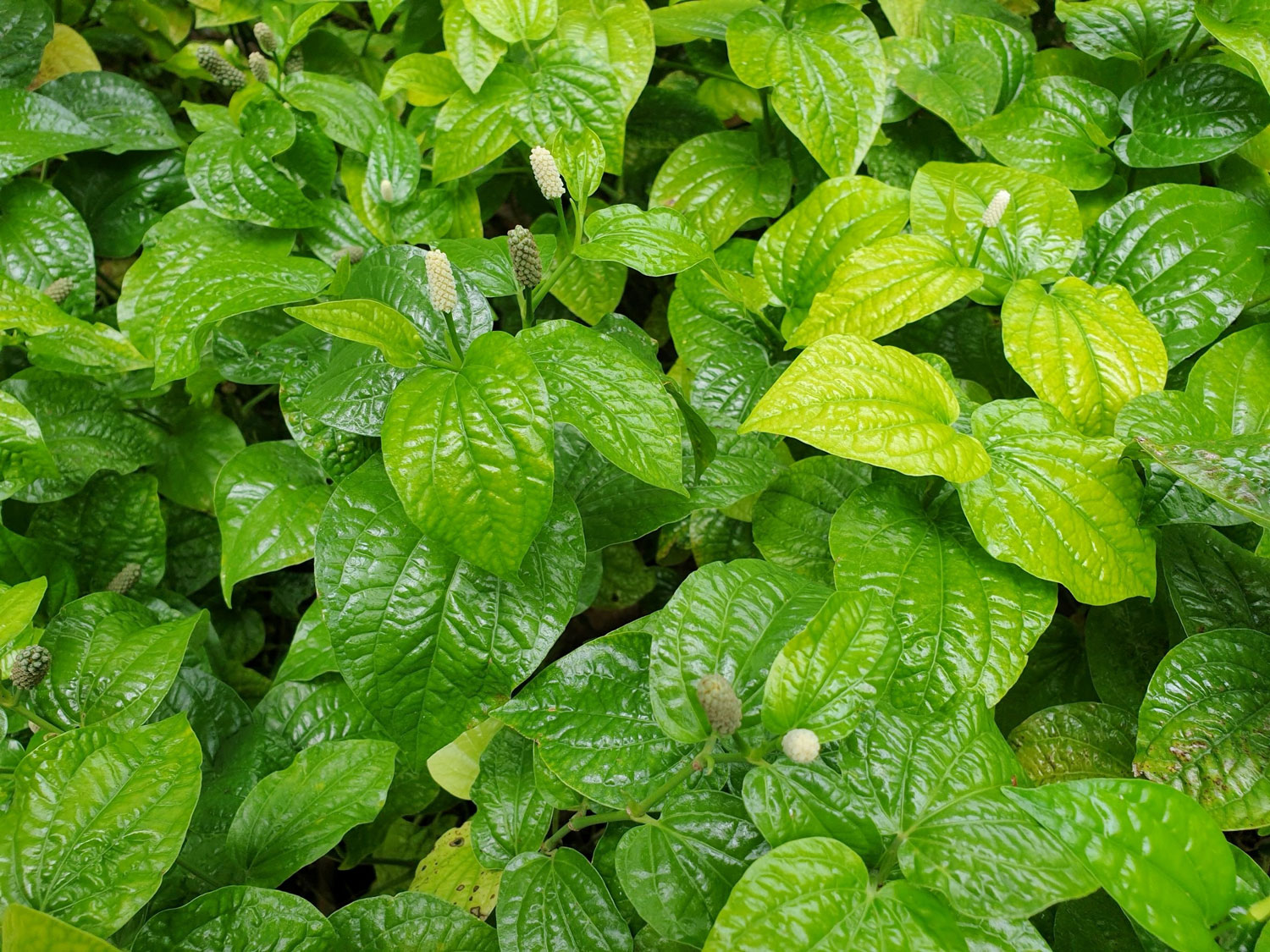 Kava : Propriétés, Bienfaits et Applications en Phytothérapie - France ...