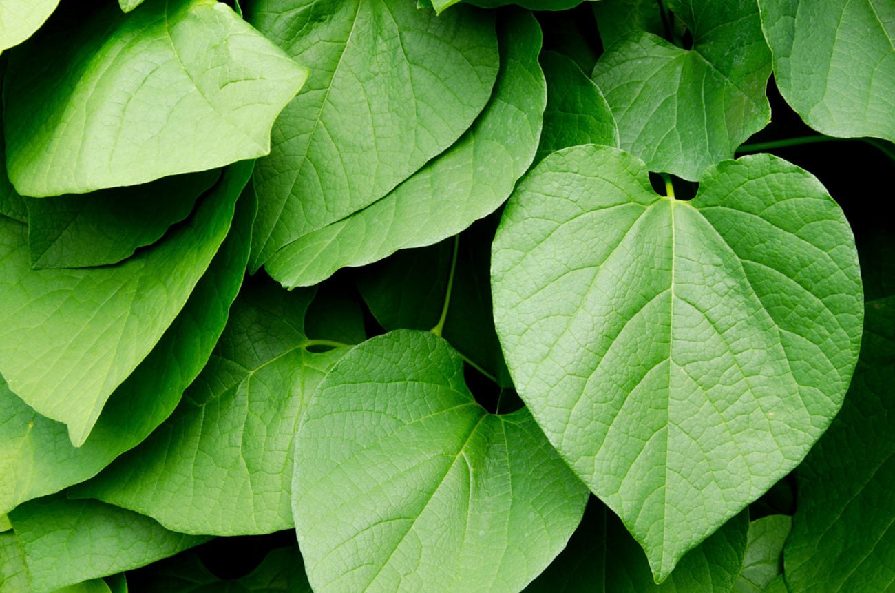 Kava : Propriétés, Bienfaits et Applications en Phytothérapie - France ...