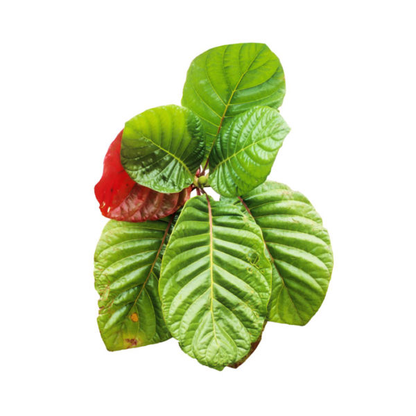 Quinquina : Propriétés, Bienfaits et Applications en Phytothérapie ...