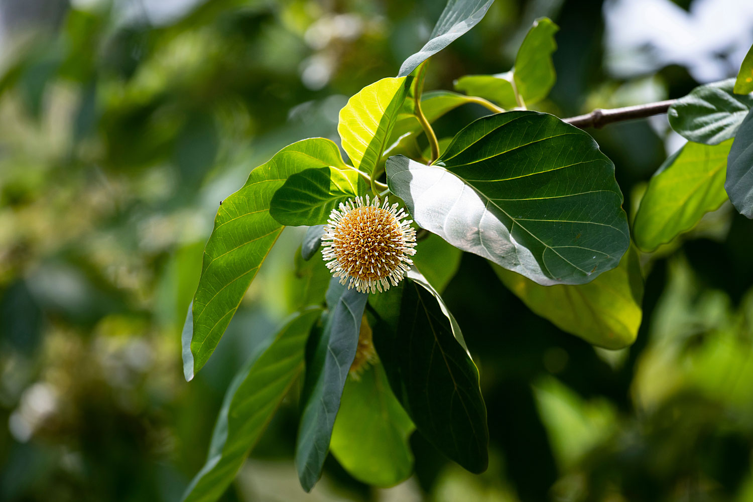 Quinquina : Propriétés, Bienfaits et Applications en Phytothérapie ...