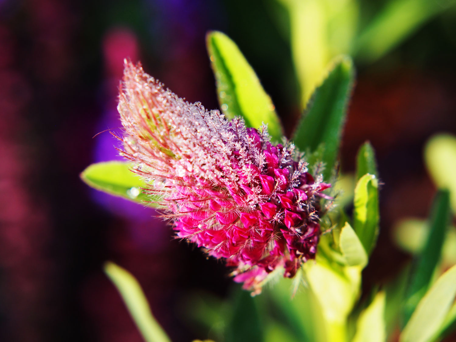 Trèfle rouge : Propriétés, Bienfaits et Applications en Phytothérapie ...