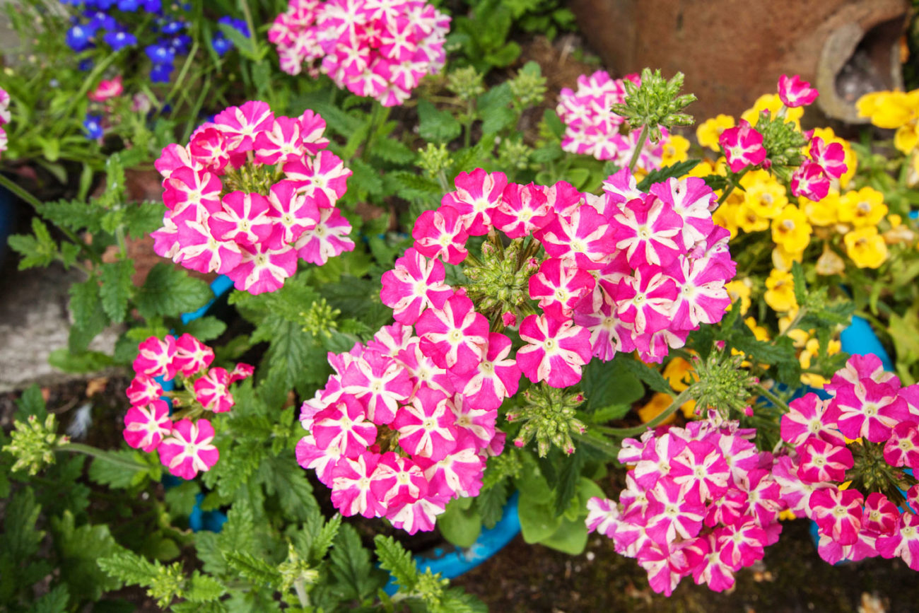 Verveine : Propriétés, Bienfaits et Applications en Phytothérapie ...