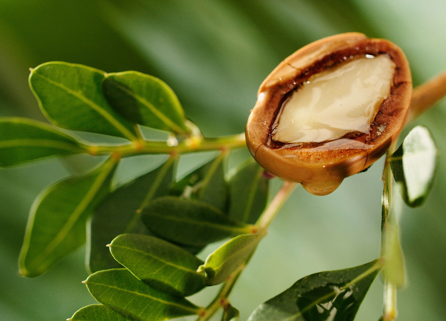 Argan : Propriétés, Bienfaits et Applications en Phytothérapie - France ...