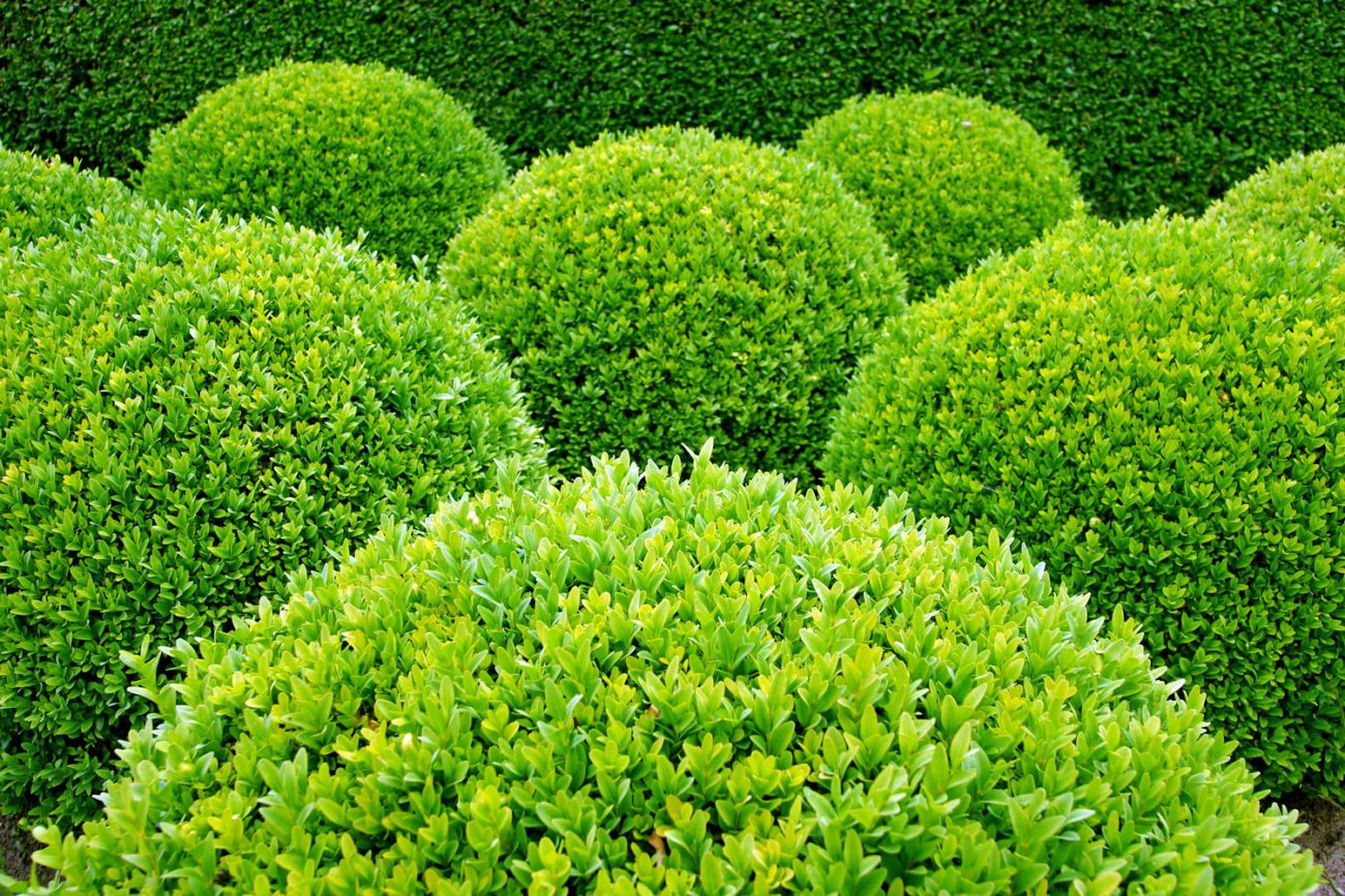 Buis : Propriétés, Bienfaits et Applications en Phytothérapie - France ...