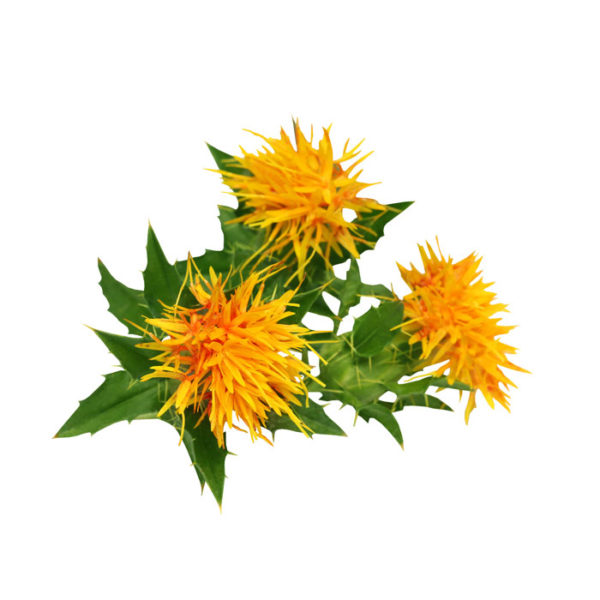 Carthame : Propriétés, Bienfaits et Applications en Phytothérapie ...