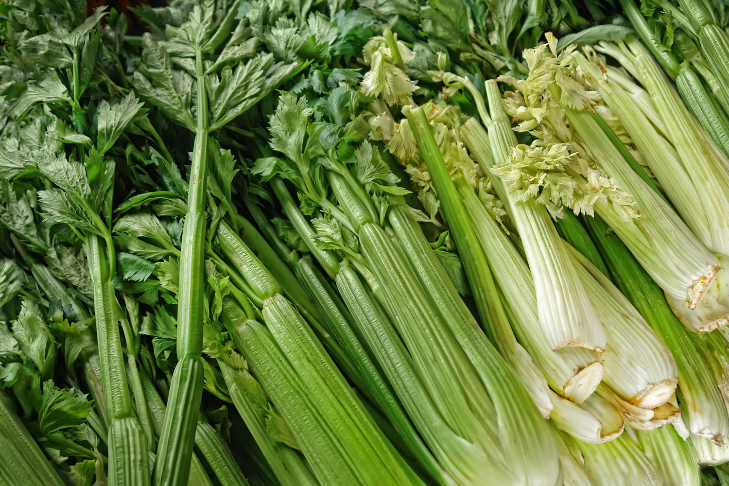 Céleri sauvage : Propriétés, Bienfaits et Applications en Phytothérapie ...