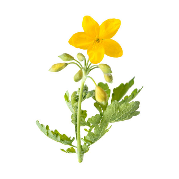 Chélidoine : Propriétés, Bienfaits et Applications en Phytothérapie ...