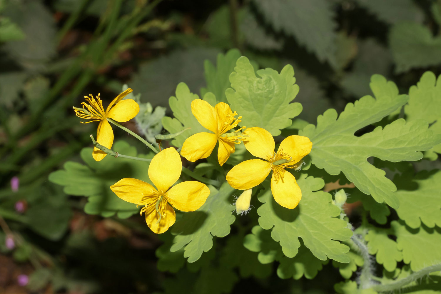 Chélidoine majeure : Propriétés, Bienfaits et Applications en ...
