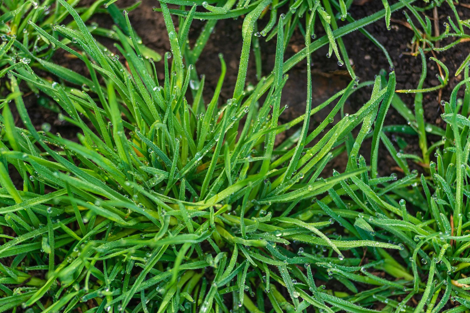 Chiendent : Propriétés, Bienfaits et Applications en Phytothérapie ...