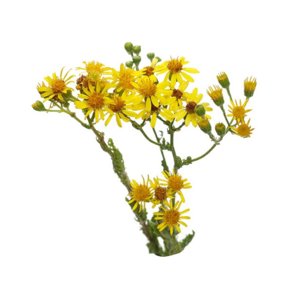 Chrysanthellum : Propriétés, Bienfaits et Applications en Phytothérapie ...