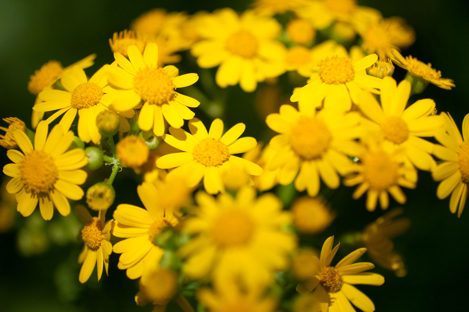 Chrysanthellum : Propriétés, Bienfaits et Applications en Phytothérapie ...