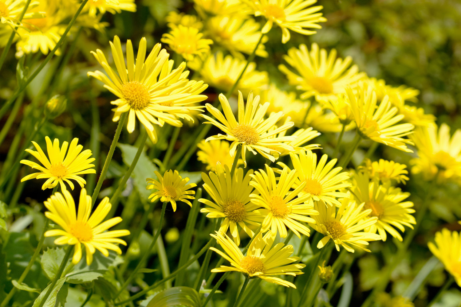 Chrysanthellum : Propriétés, Bienfaits et Applications en Phytothérapie ...