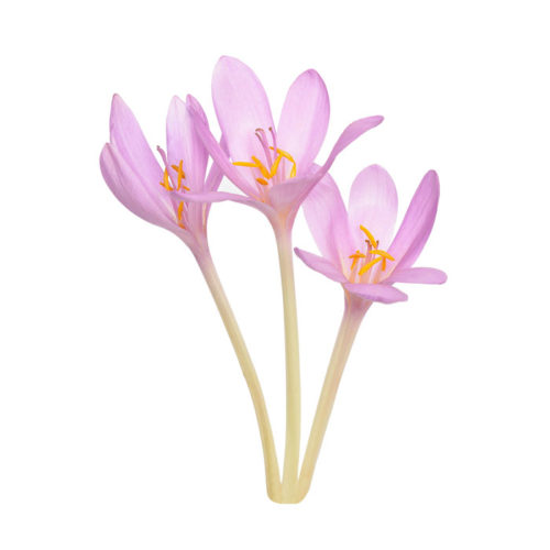 Colchique d’automne : Propriétés, Bienfaits et Applications en ...