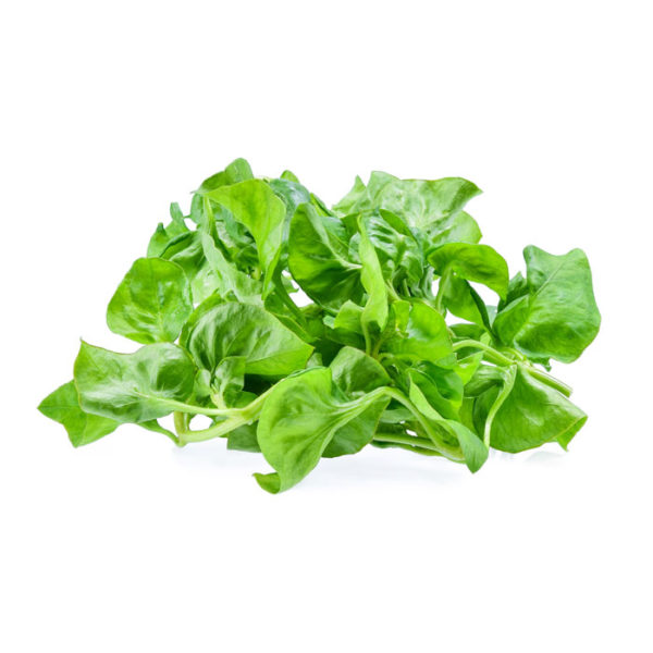 Cresson : Propriétés, Bienfaits et Applications en Phytothérapie ...