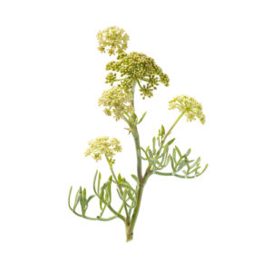 Criste marine : Propriétés, Bienfaits et Applications en Phytothérapie ...