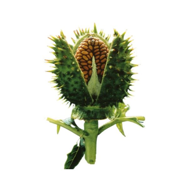 Datura : Propriétés, Bienfaits et Applications en Phytothérapie ...