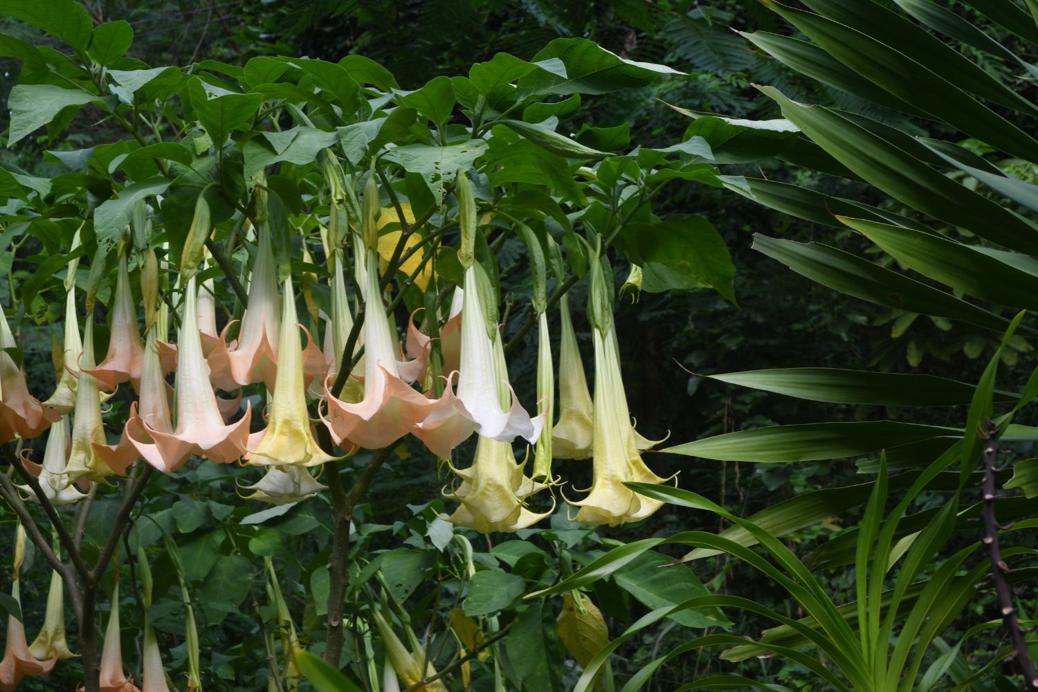 Datura : Propriétés, Bienfaits et Applications en Phytothérapie - France Minéraux