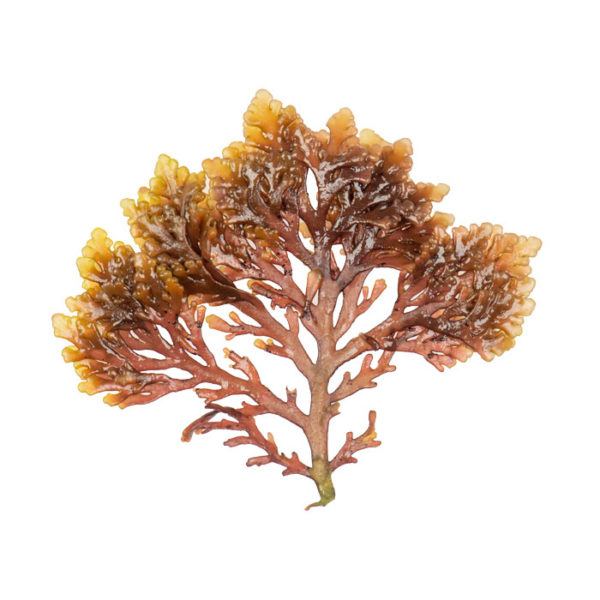 Dulse : Propriétés, Bienfaits et Applications en Phytothérapie - France ...