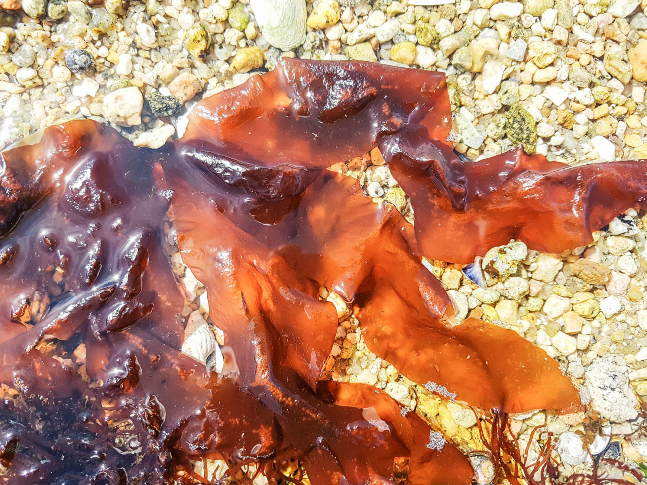 Dulse : Propriétés, Bienfaits et Applications en Phytothérapie - France ...