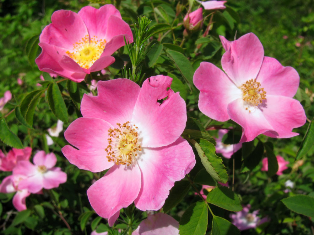 Églantier : Propriétés, Bienfaits et Applications en Phytothérapie ...