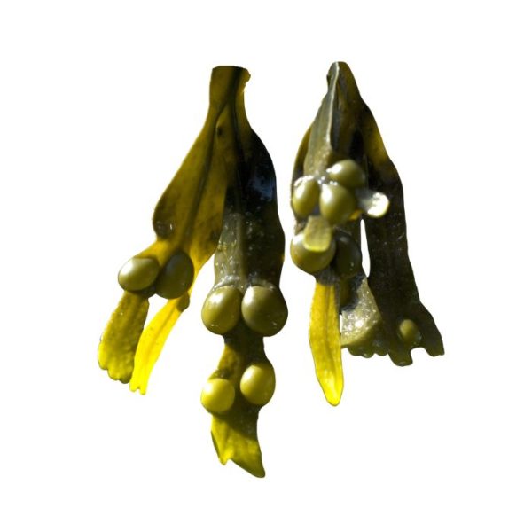 Fucus : Propriétés, Bienfaits et Applications en Phytothérapie - France ...