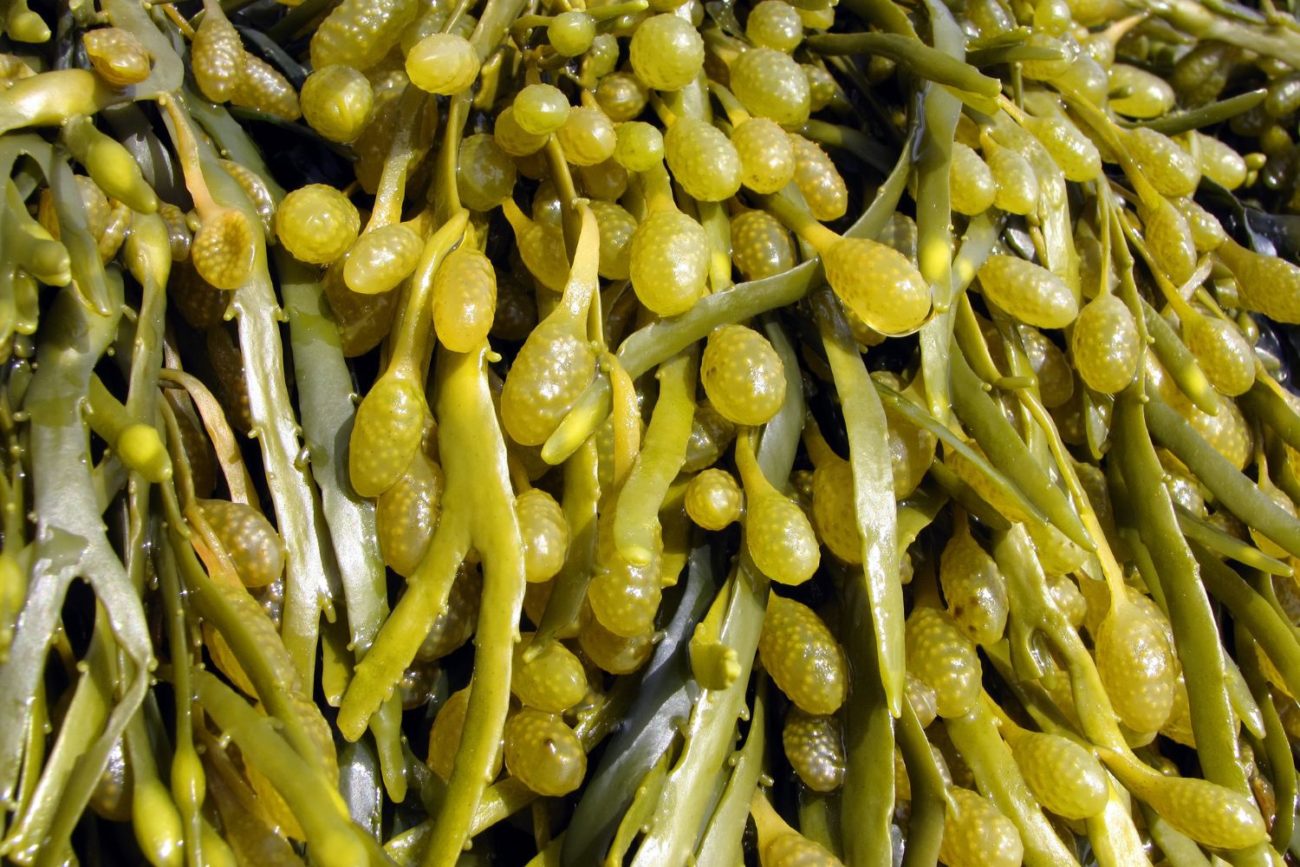 Fucus : Propriétés, Bienfaits et Applications en Phytothérapie - France ...