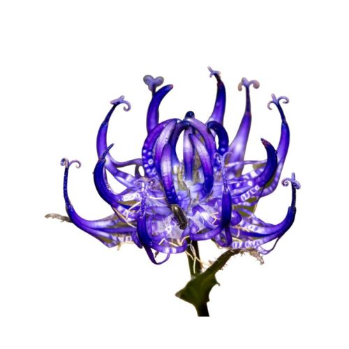 Griffe du diable : Propriétés, Bienfaits et Applications en ...