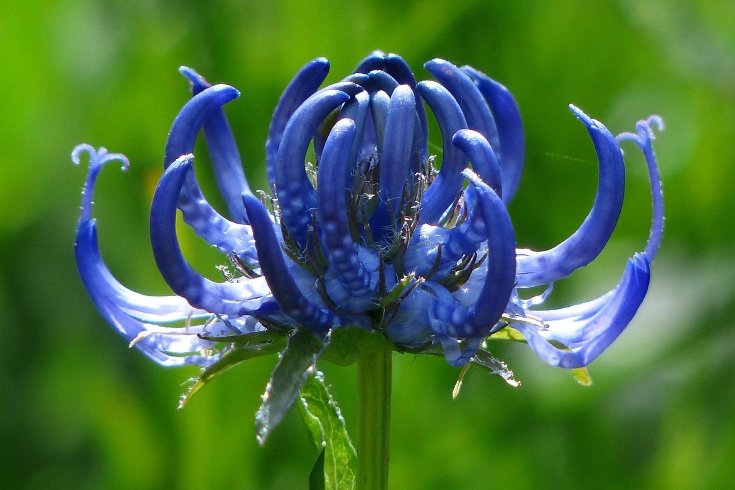 Griffe du diable : Propriétés, Bienfaits et Applications en ...