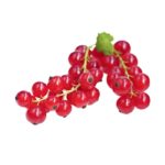 Groseille : Propriétés, Bienfaits et Applications en Phytothérapie ...