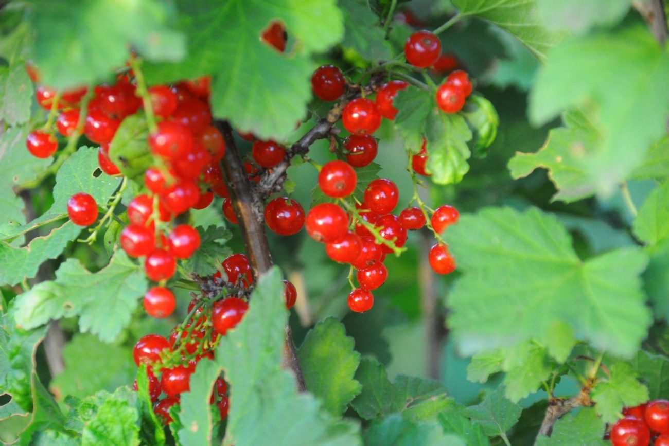 Groseille : Propriétés, Bienfaits et Applications en Phytothérapie ...