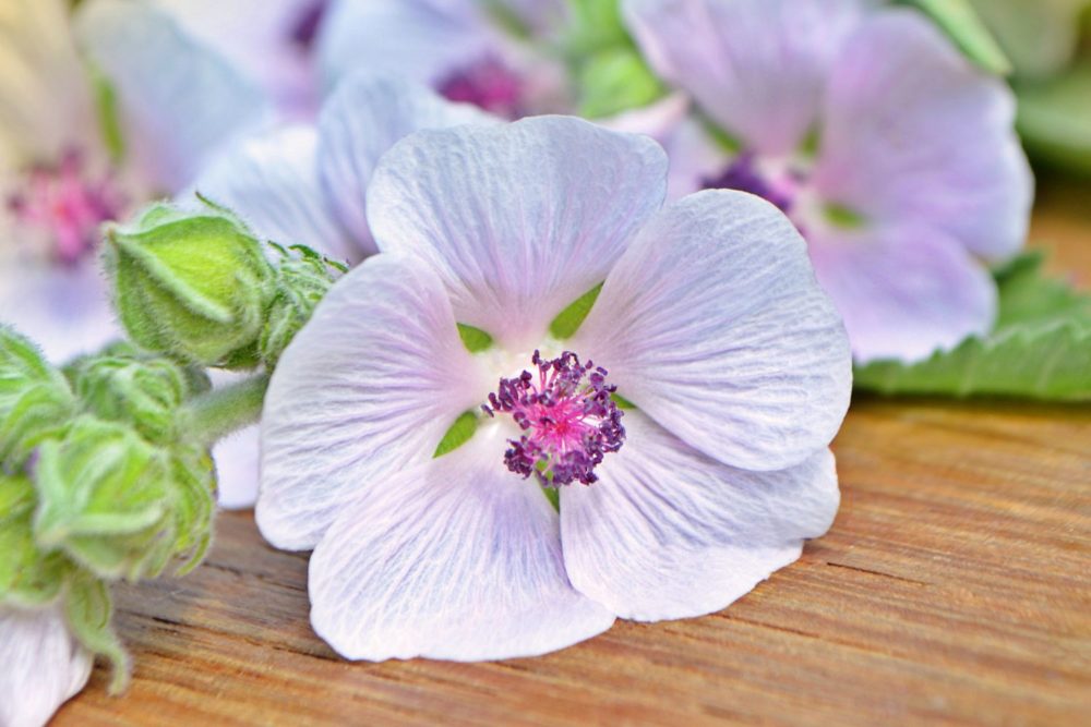 Guimauve officinale : Propriétés, Bienfaits et Applications en ...