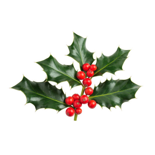 Houx : Propriétés, Bienfaits et Applications en Phytothérapie - France ...