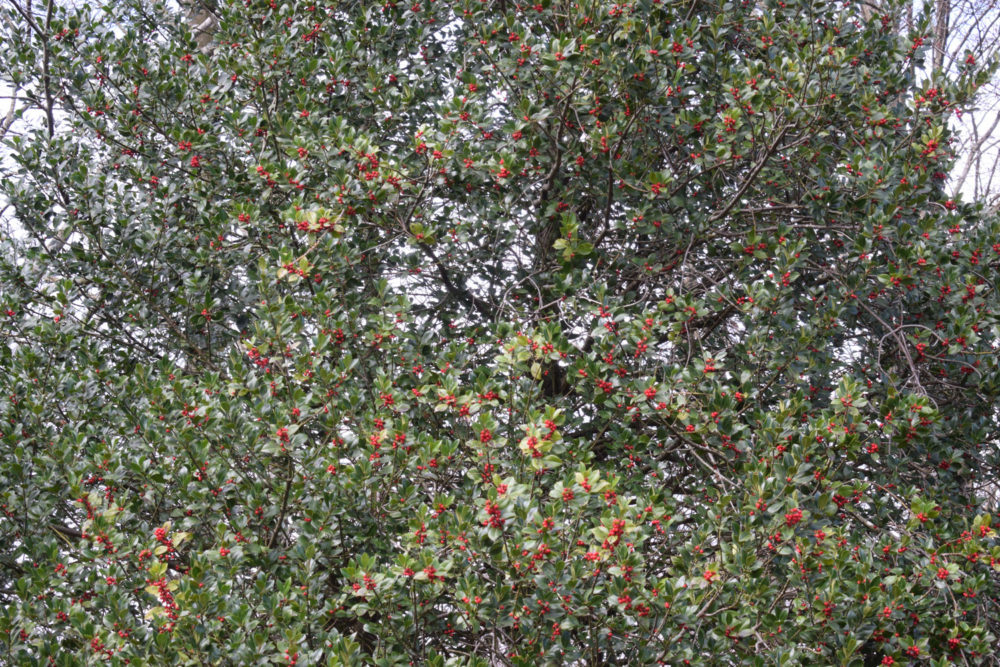 Houx : Propriétés, Bienfaits et Applications en Phytothérapie - France ...