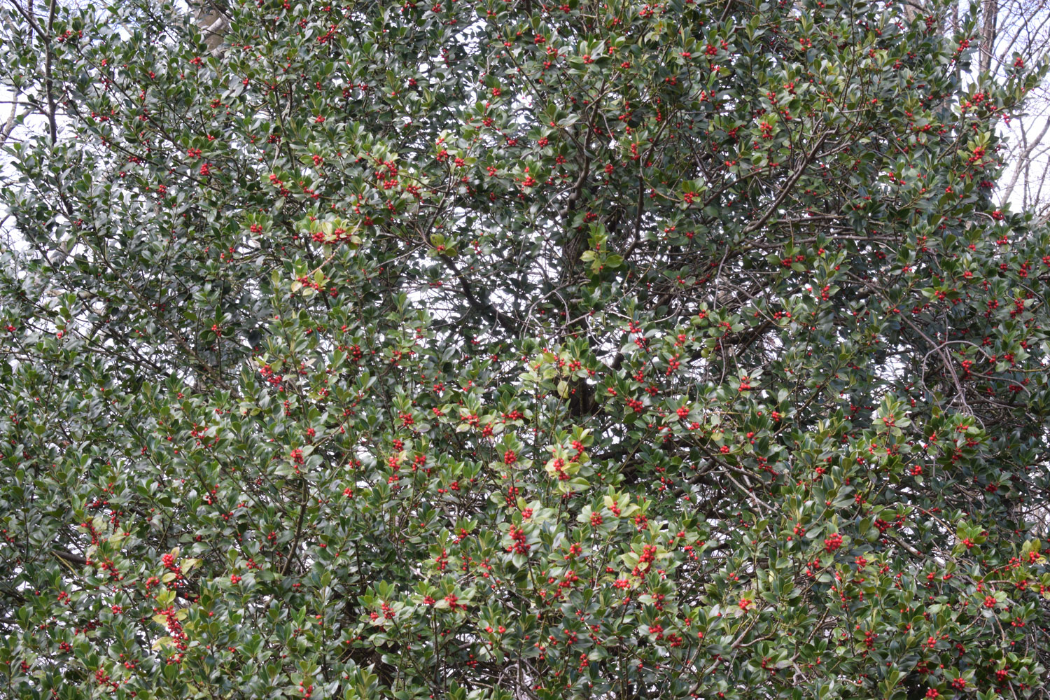 Houx : Propriétés, Bienfaits et Applications en Phytothérapie - France ...