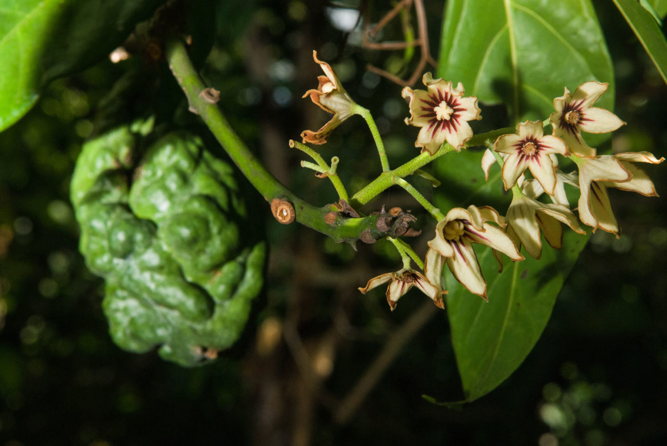 Kola : Propriétés, Bienfaits et Applications en Phytothérapie - France ...