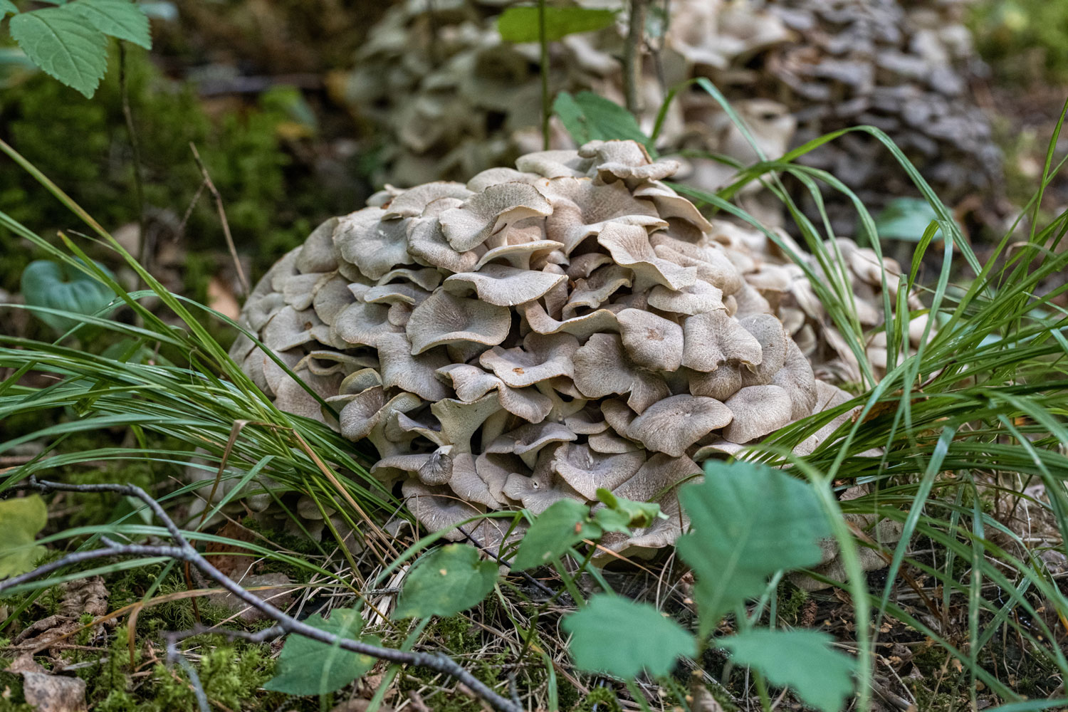 Maitake : Propriétés, Bienfaits et Applications en Phytothérapie ...