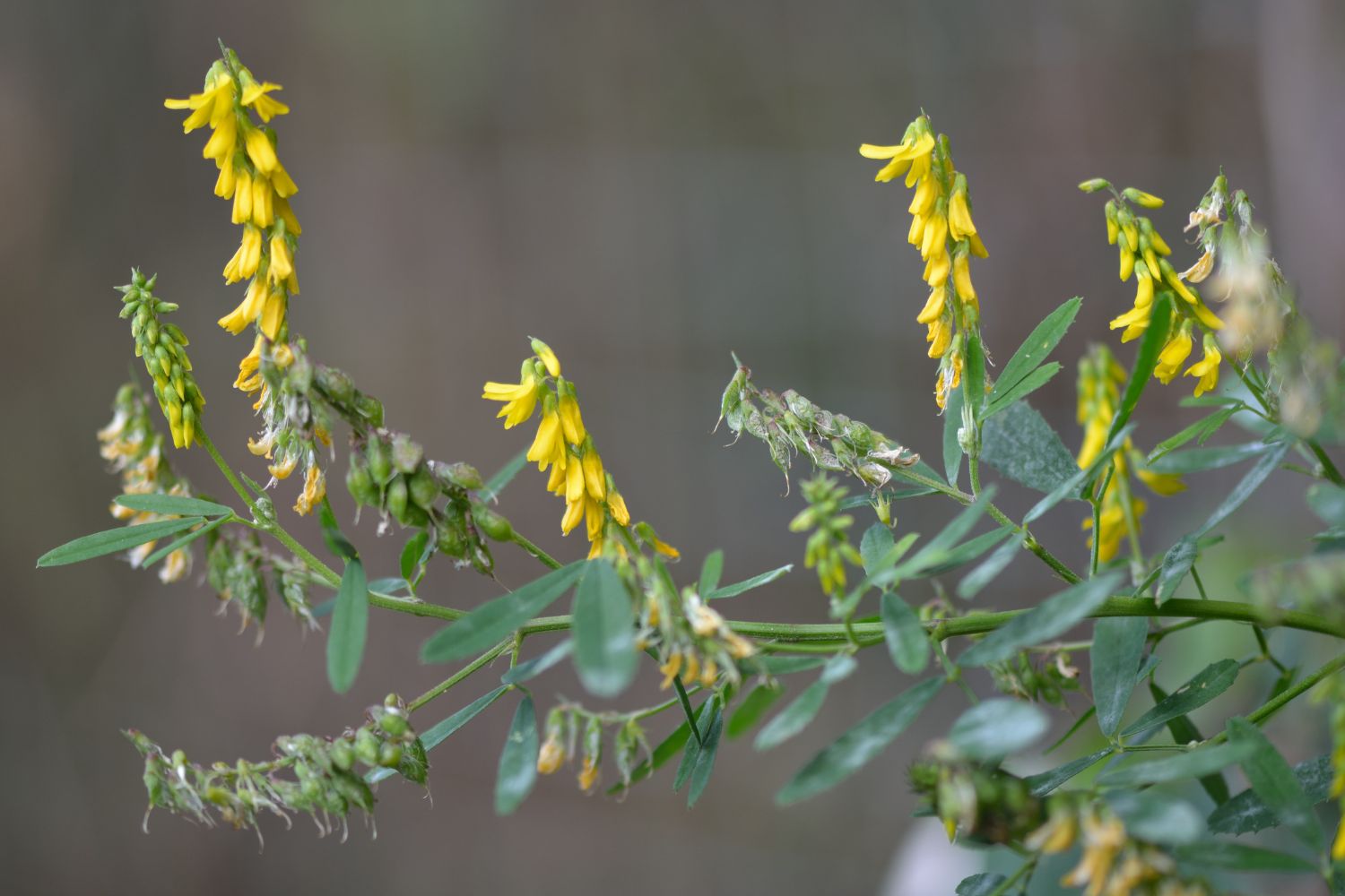 Mélilot : Propriétés, Bienfaits et Applications en Phytothérapie ...