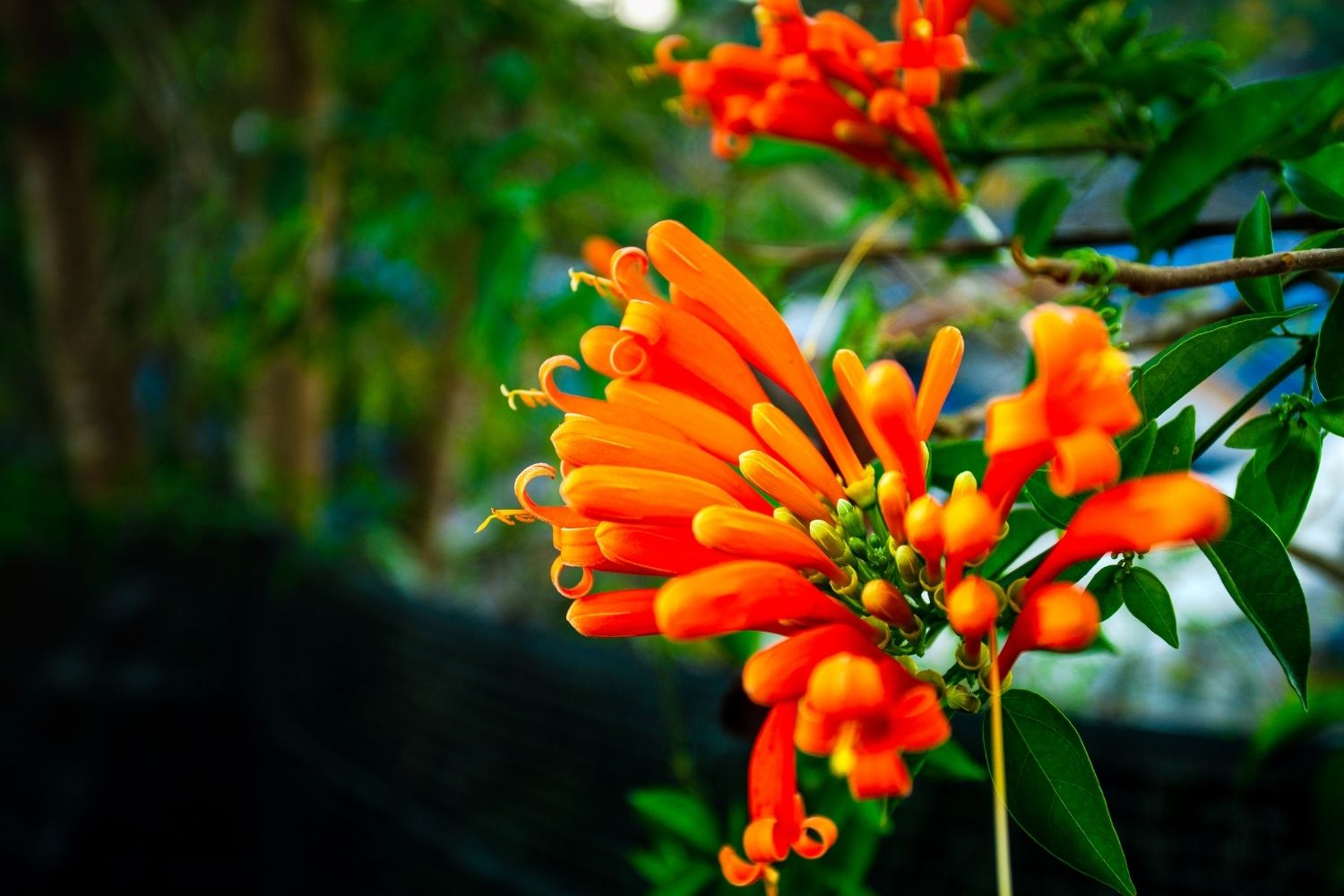 Mucuna : Propriétés, Bienfaits et Applications en Phytothérapie ...